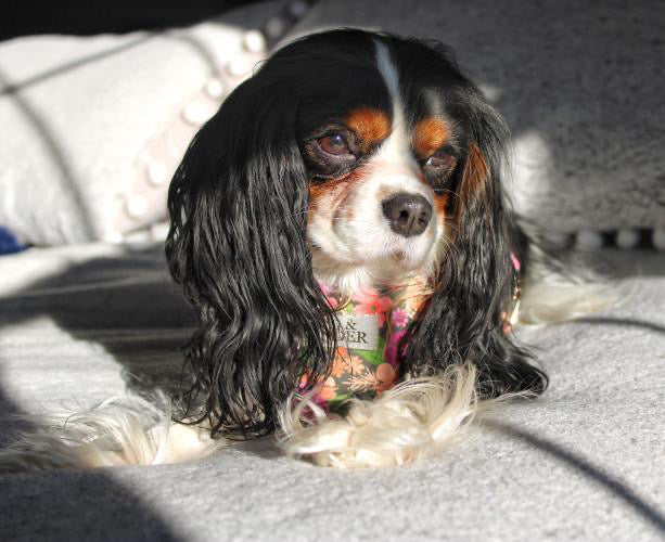 Meet Izzy the Puppy Mill Survivor – Wag & Wonder
