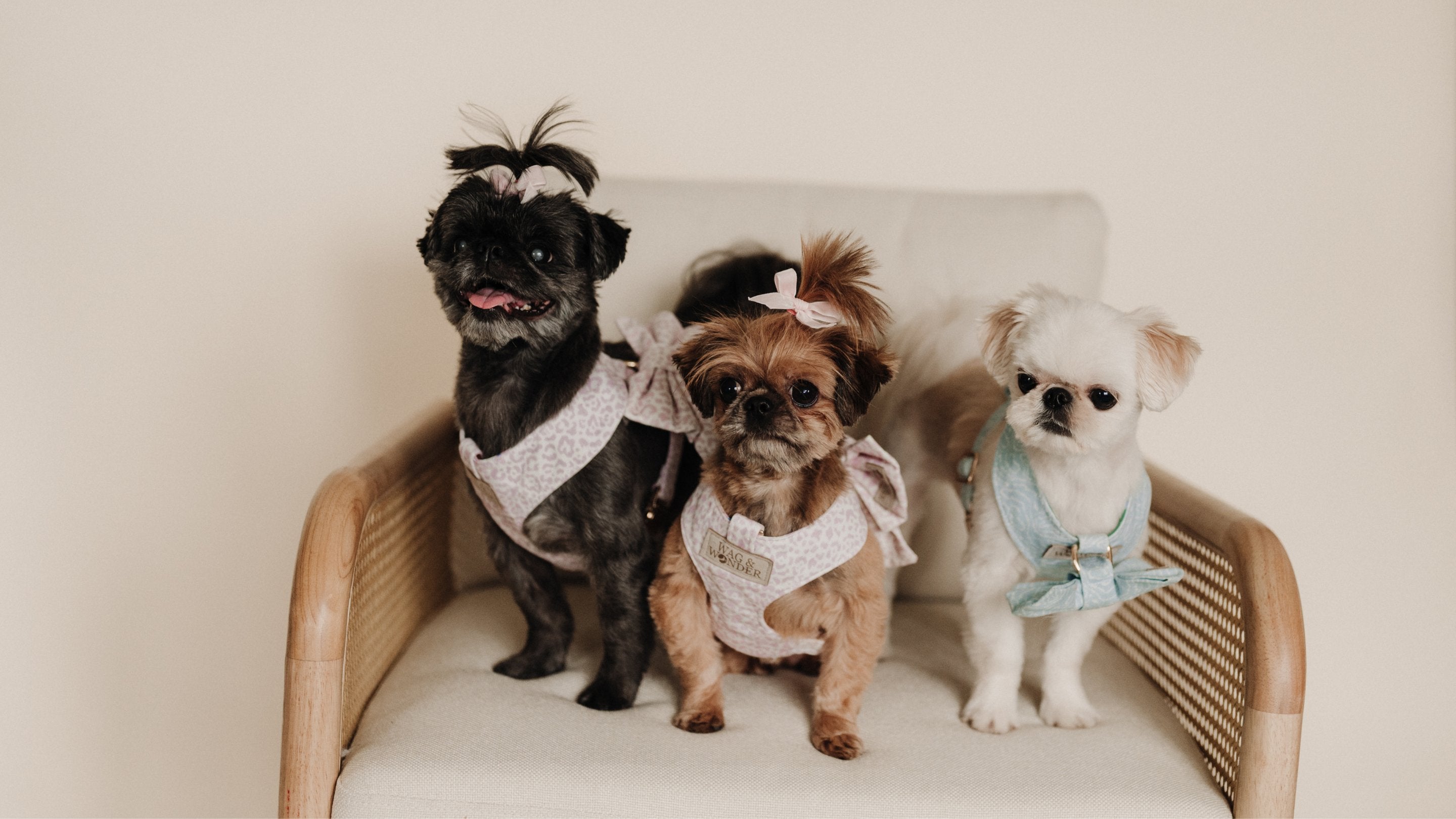 WEAR – Wag & Wonder