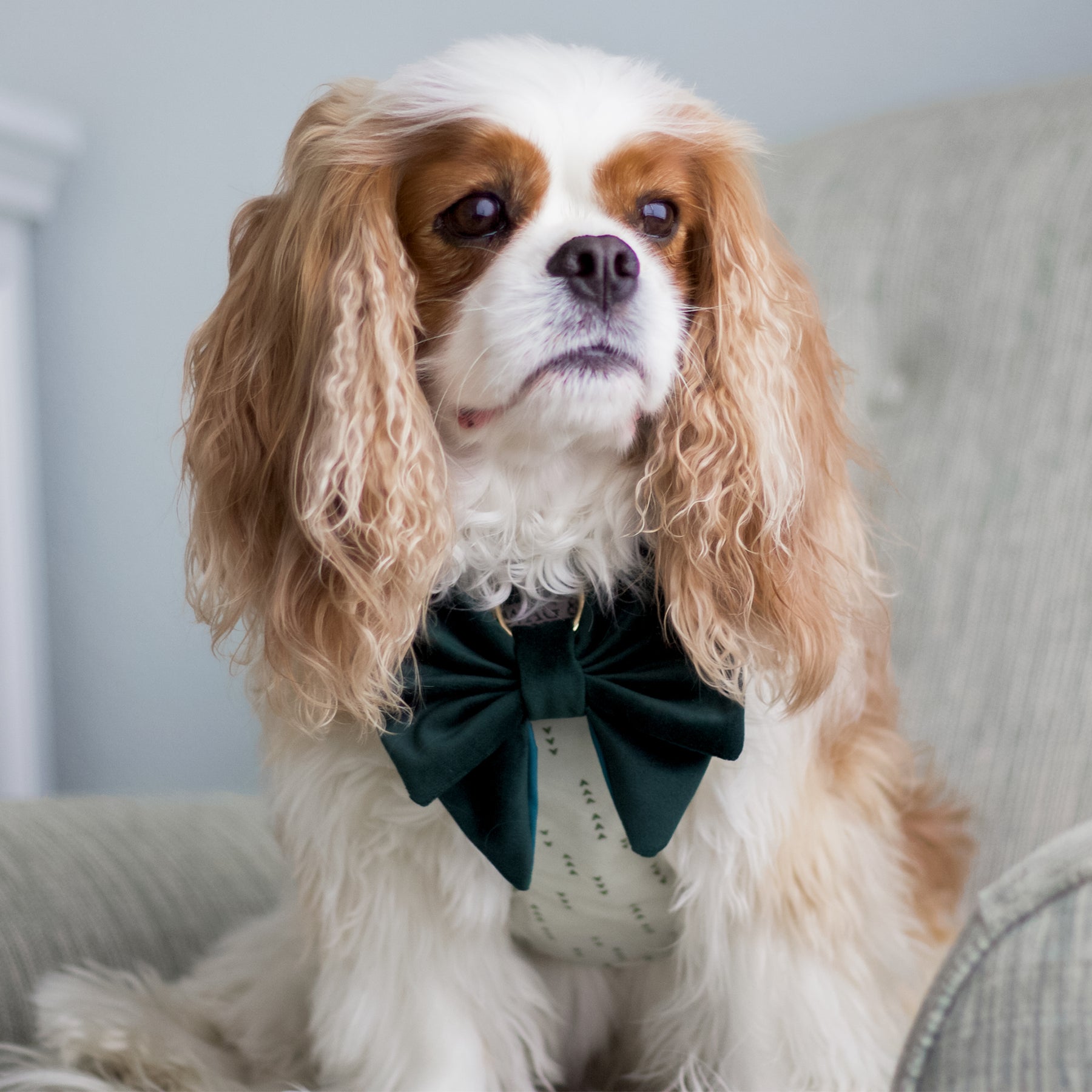 Wag & Wonder | Gorgeous Dogwear for the Stylish Dog